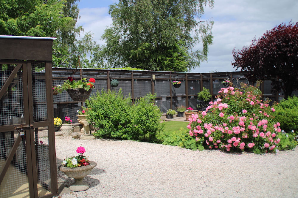 About Appleby Country Cattery